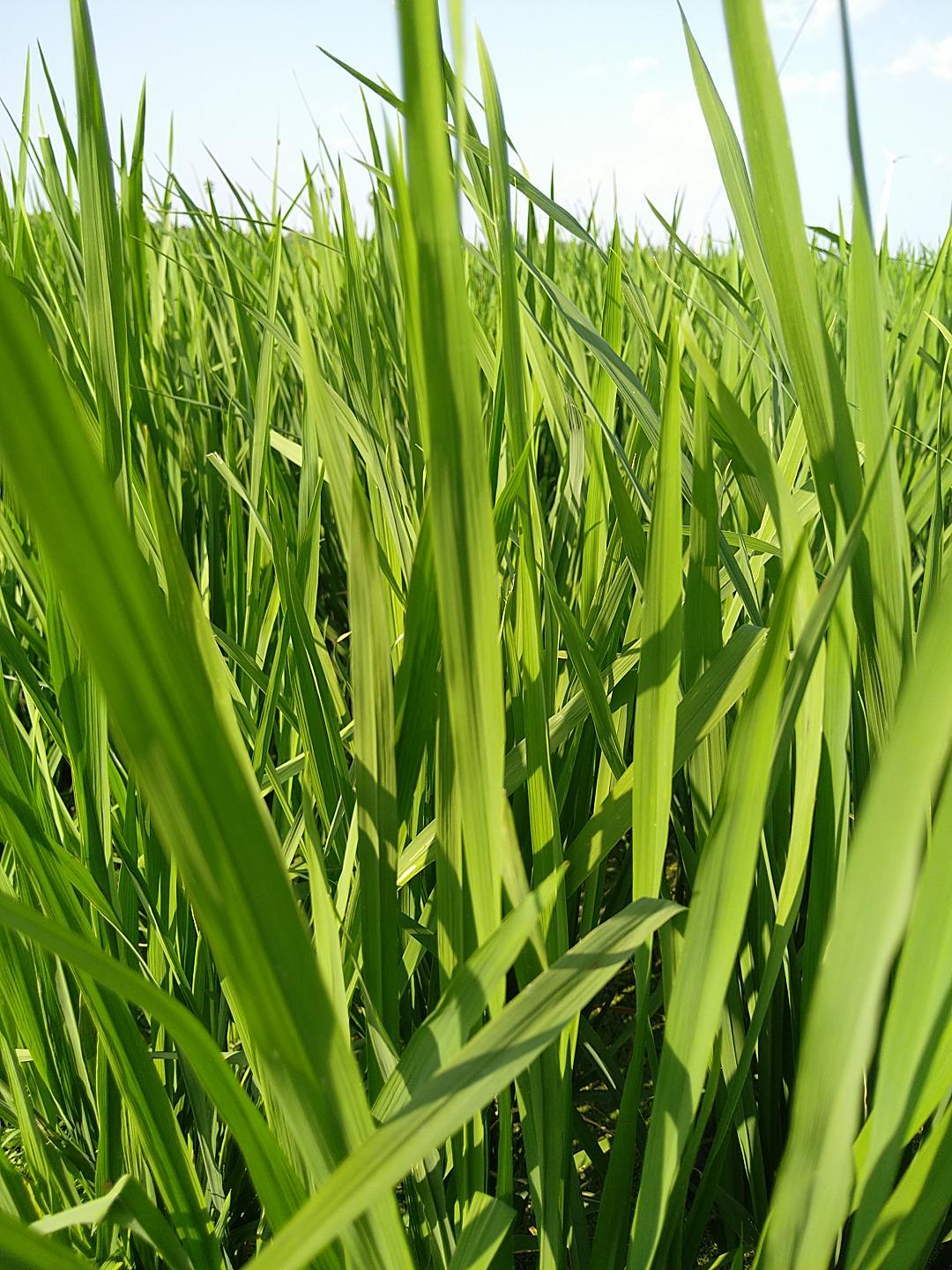 Paddy Dataset Object Detection Dataset And Pre Trained Model By