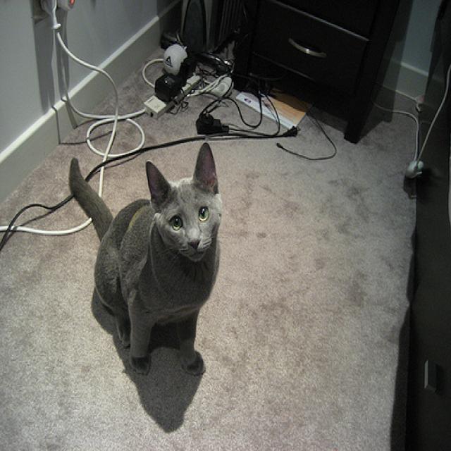 Test Object Detection Dataset By Test