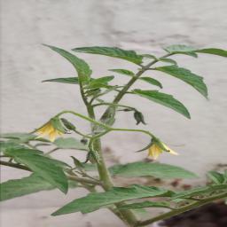 Tomato aging recognition Object Detection Dataset by tomato