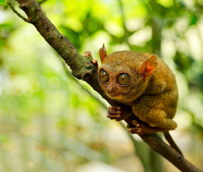 Top Kepiting Datasets and Models | Roboflow Universe