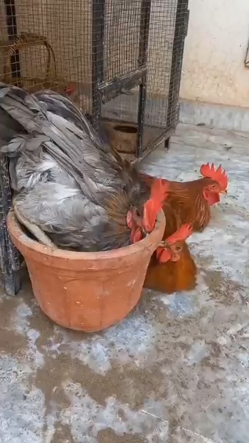 ck Object Detection Dataset and Pre-Trained Model by Poultry Monitoring