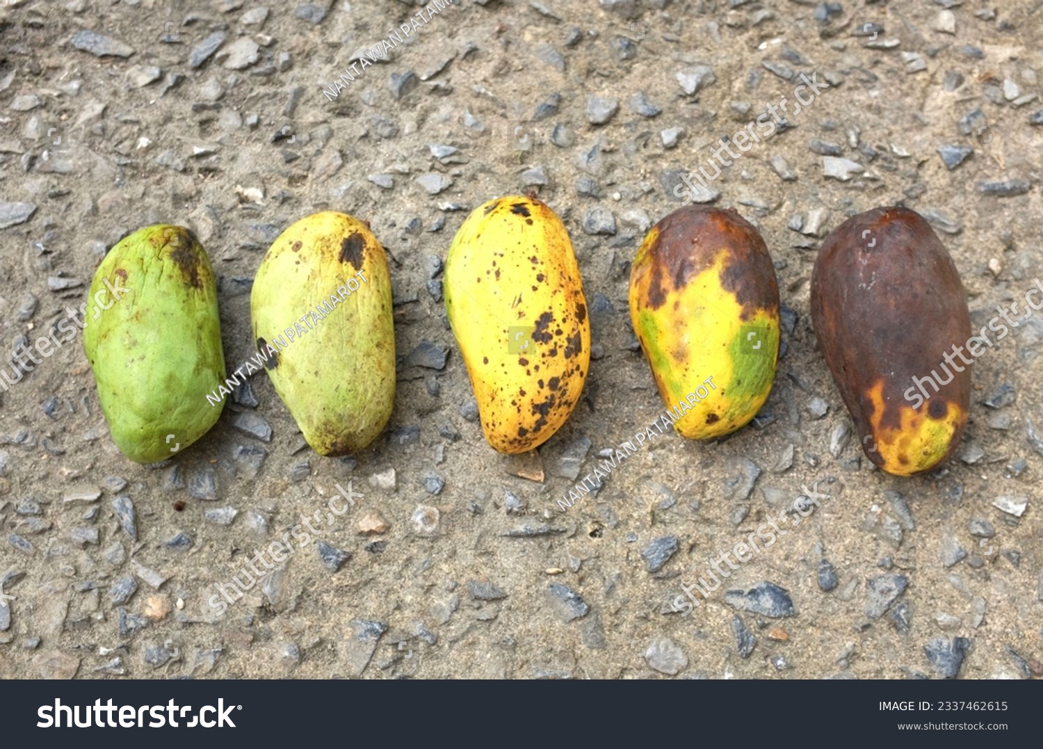 FRUIT SEG1 Instance Segmentation Dataset by sansan