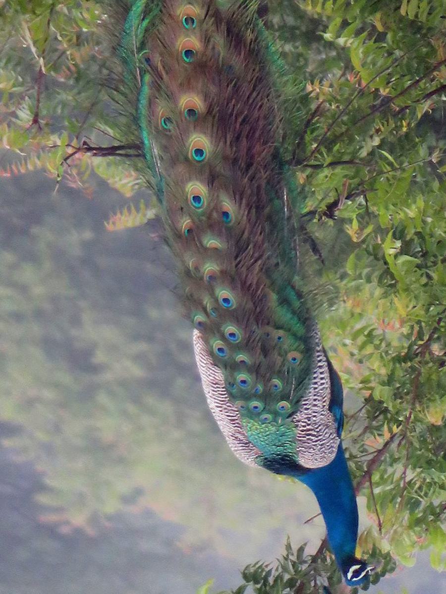 Birds10 Object Detection Dataset By Subash Shumsher Gautam