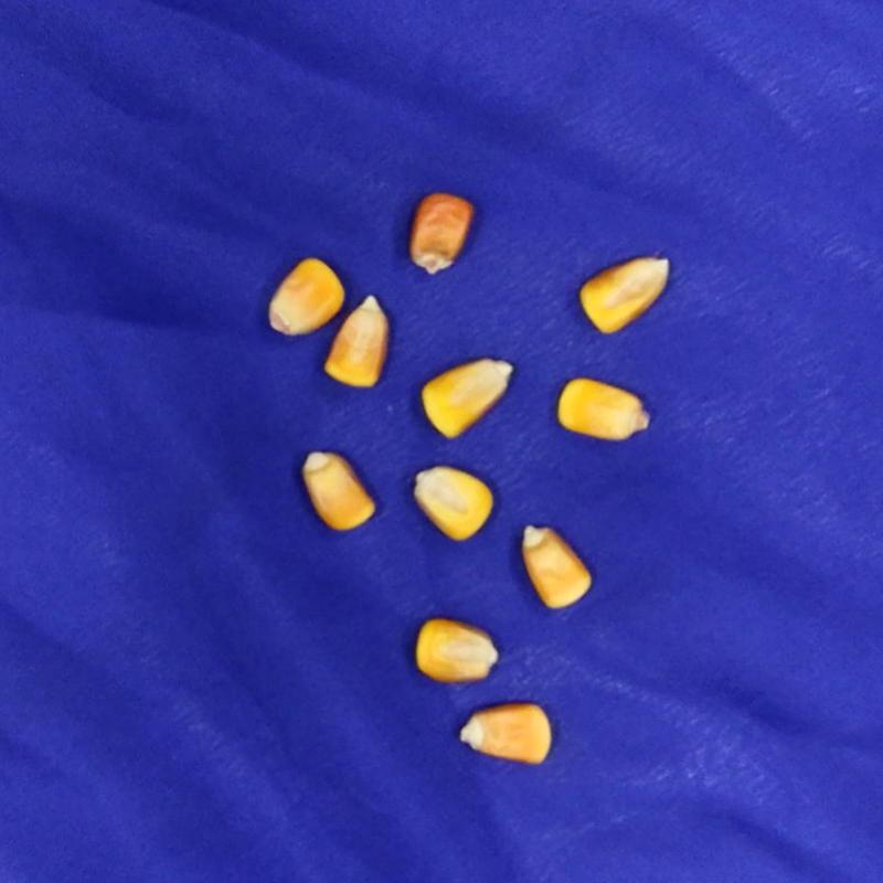 merge Instance Segmentation Dataset by shi haofeng