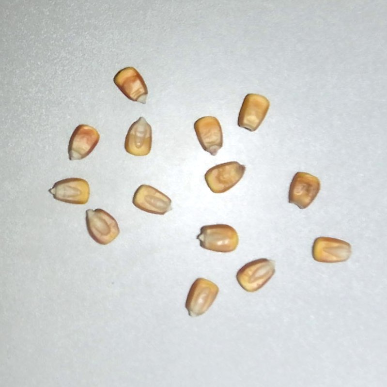 white_corn Instance Segmentation Dataset by shi haofeng