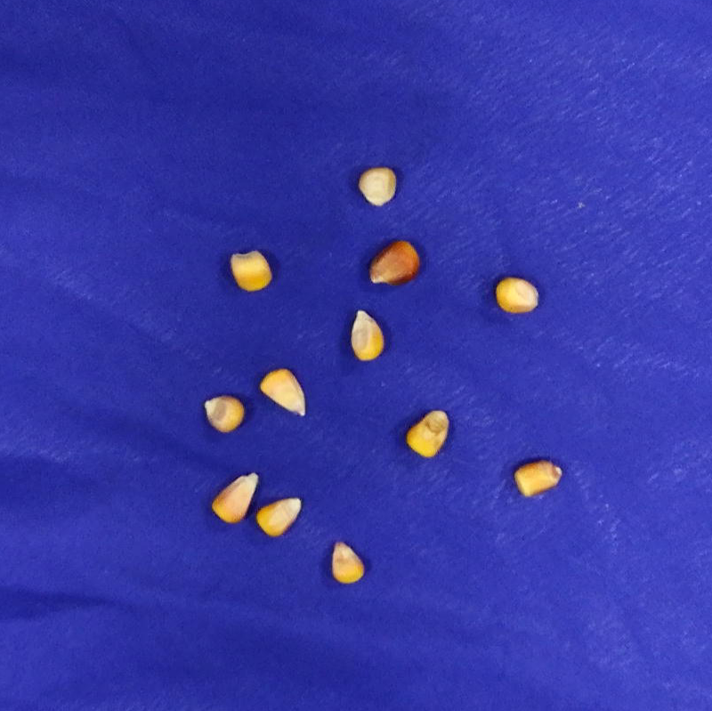 small corn Instance Segmentation Dataset by shi haofeng