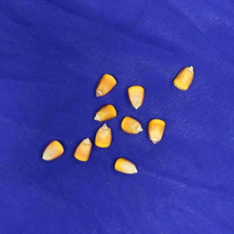 blue corn Instance Segmentation Dataset by shi haofeng