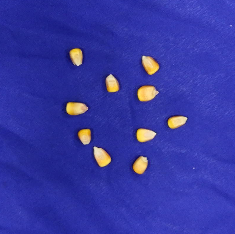 medium corn Instance Segmentation Dataset by shi haofeng