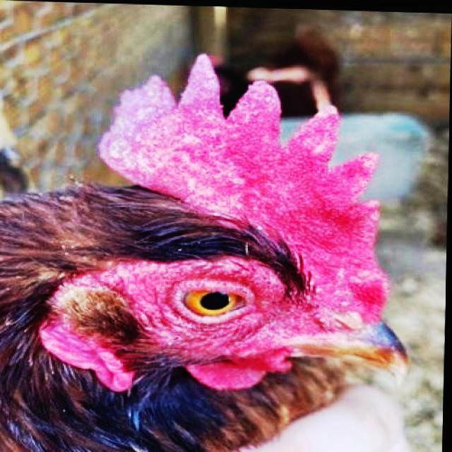 Hen&Goat Object Detection Dataset by Combined Hen and Goat