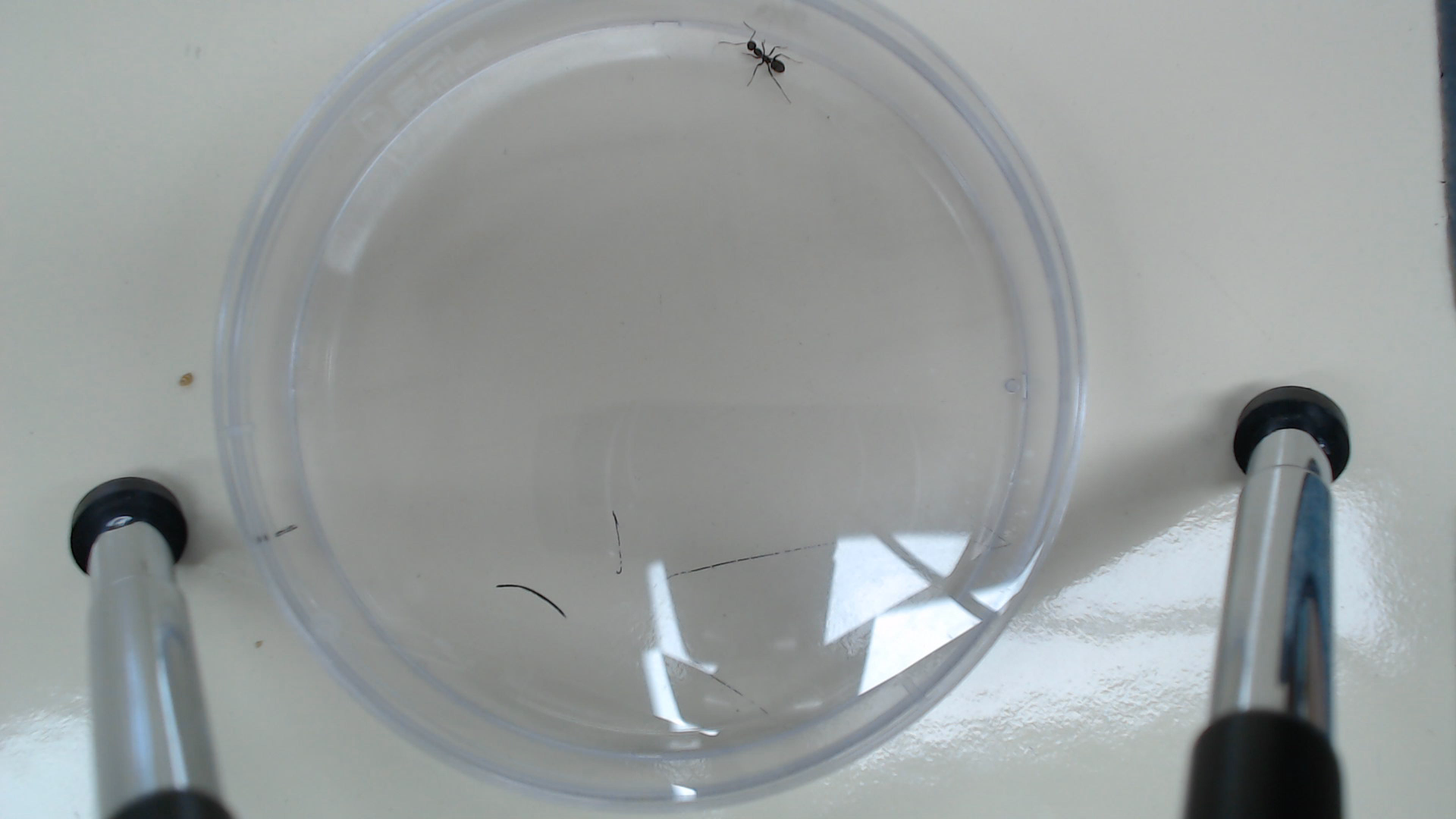 ant detecting Object Detection Dataset by project-tlxjh