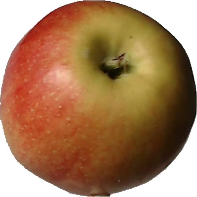 apple Object Detection Dataset by apple