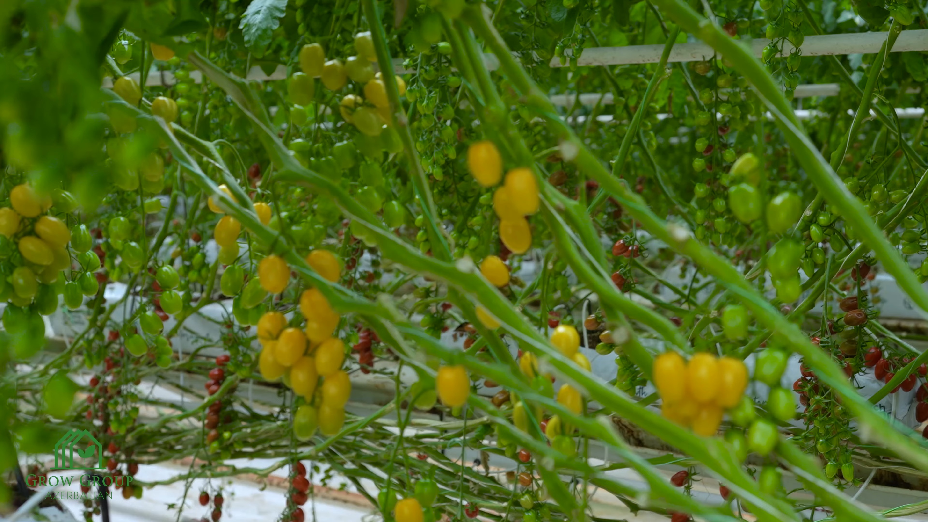 Tomatoes Detector Object Detection Dataset By Internship