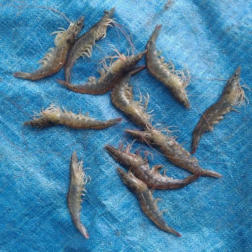 ShrimpDetection Instance Segmentation Dataset by Workspace