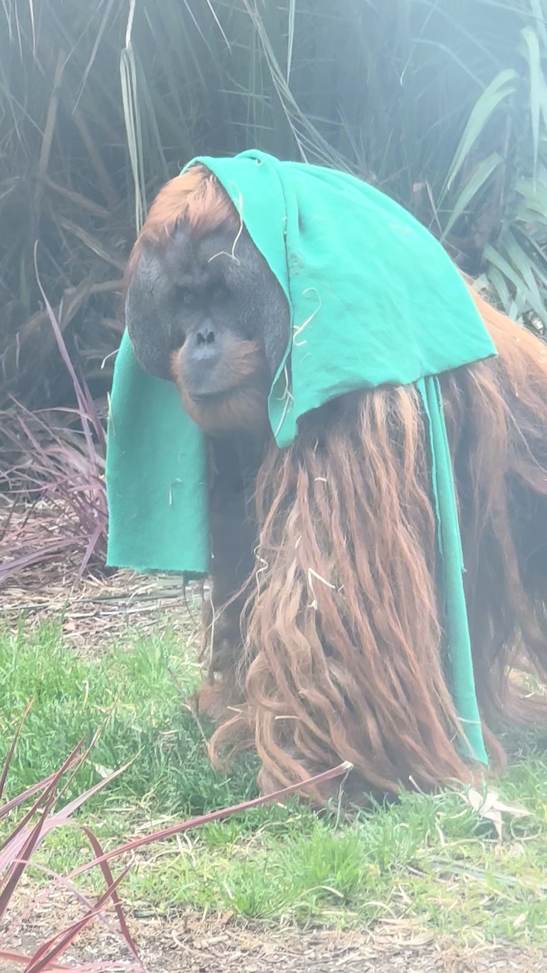 orangutan face Keypoint Detection Dataset by orangutan facial expressions