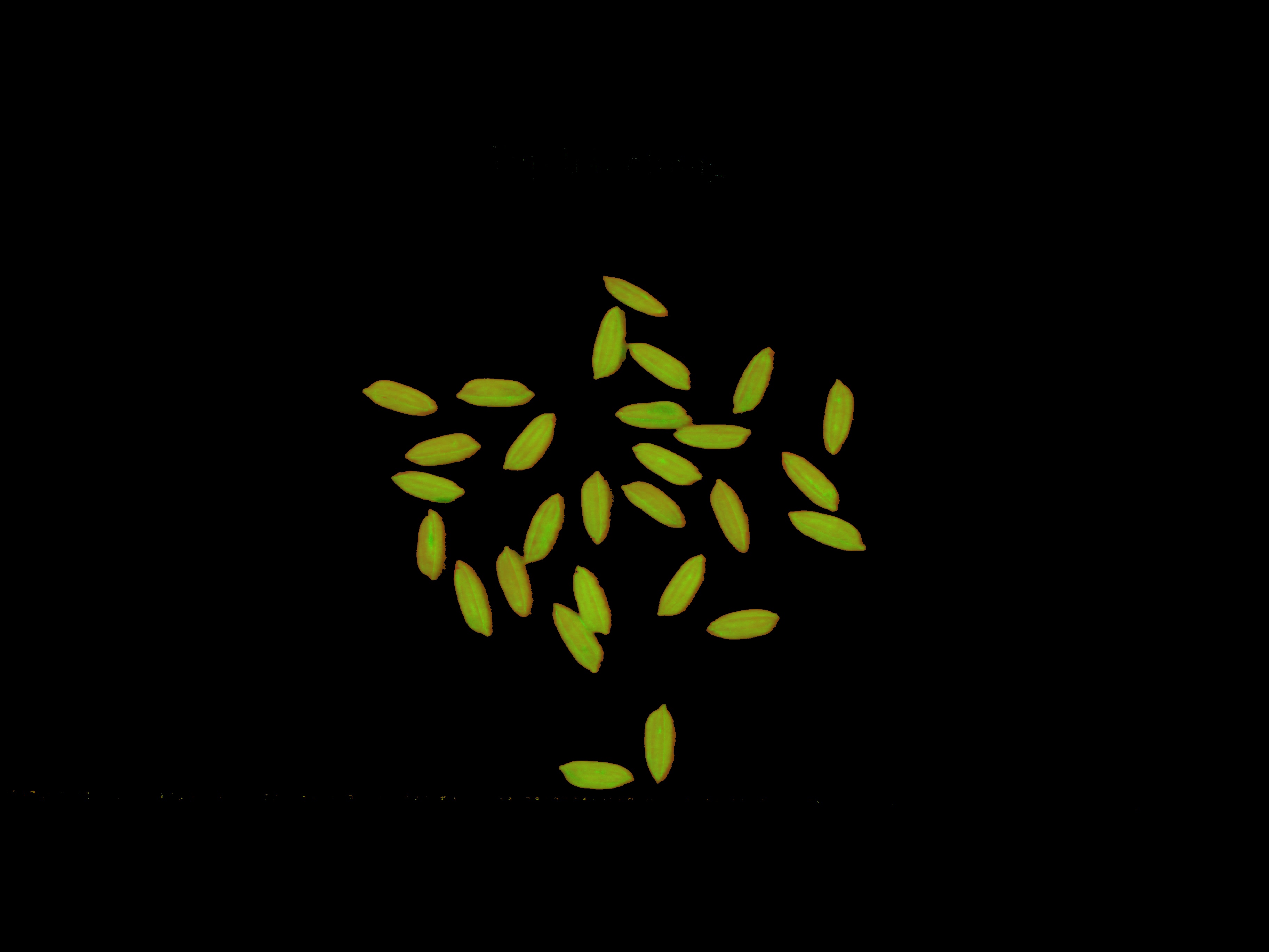 Rice Instance Segmentation Dataset by Project