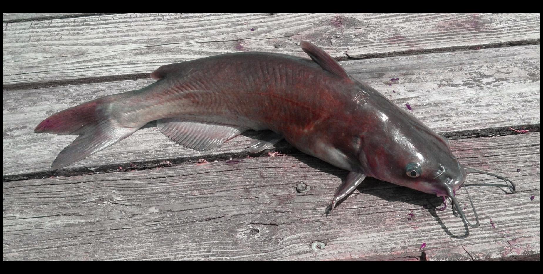 fish detection Object Detection Model by lei hao