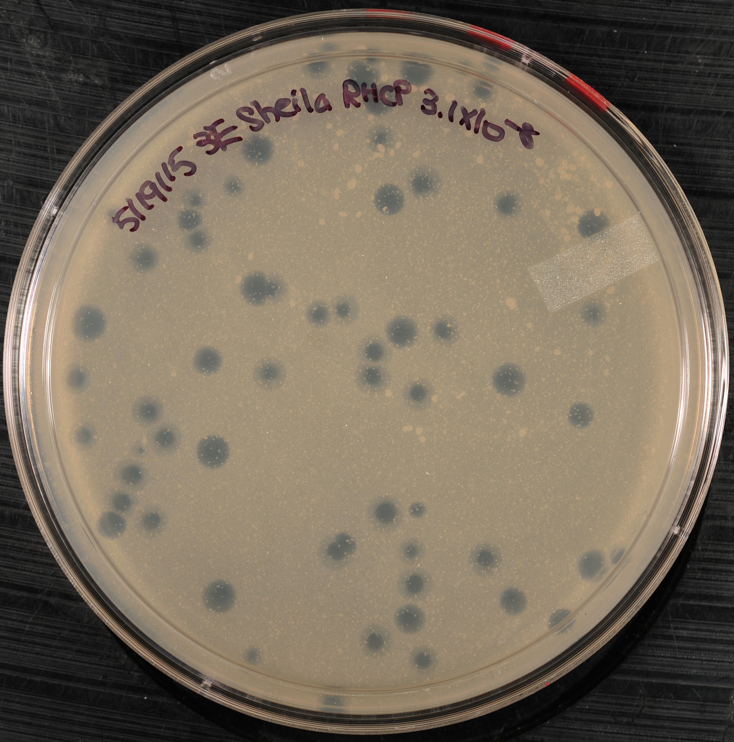 Phage plaque detector Object Detection Dataset and Pre-Trained Model by phage fun