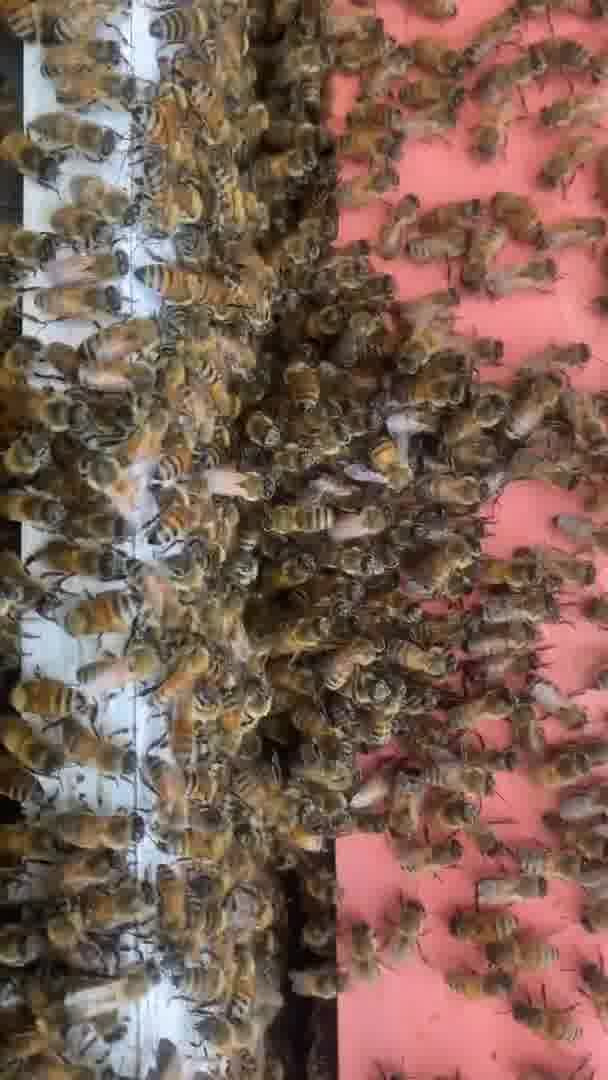 Bee Vision Object Detection Dataset by Bee Vision