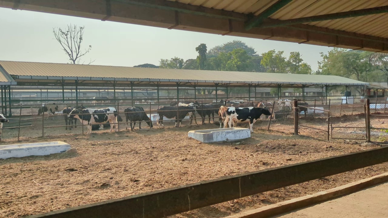 Cows Pose Estimation Keypoint Detection Dataset by Spectation Automation