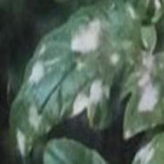 Final Dataset Object Detection Dataset by Anamika Chakravarty