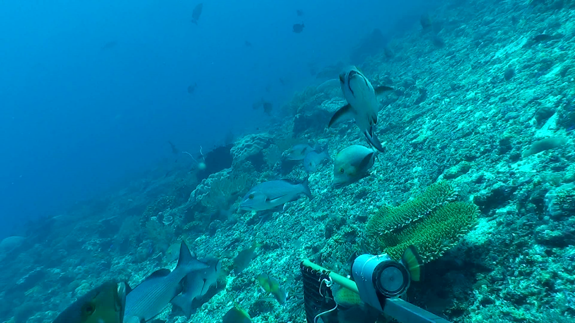 fish detection Object Detection Dataset by Julien Furiga