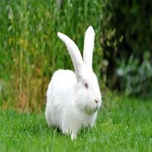 Rabbit Object Detection Dataset (v2, 2024-10-09 9:55am) by train