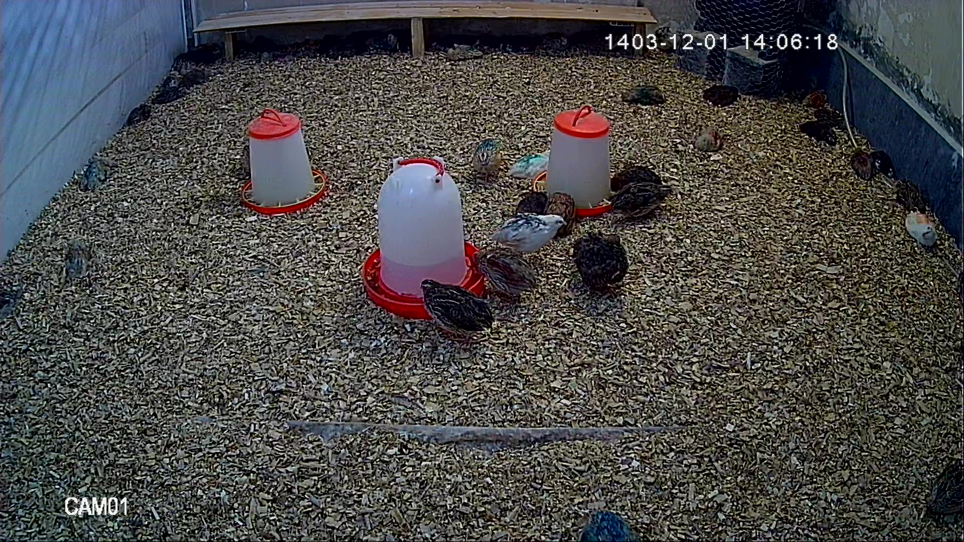 quail blue Object Detection Dataset by NimaSanaei