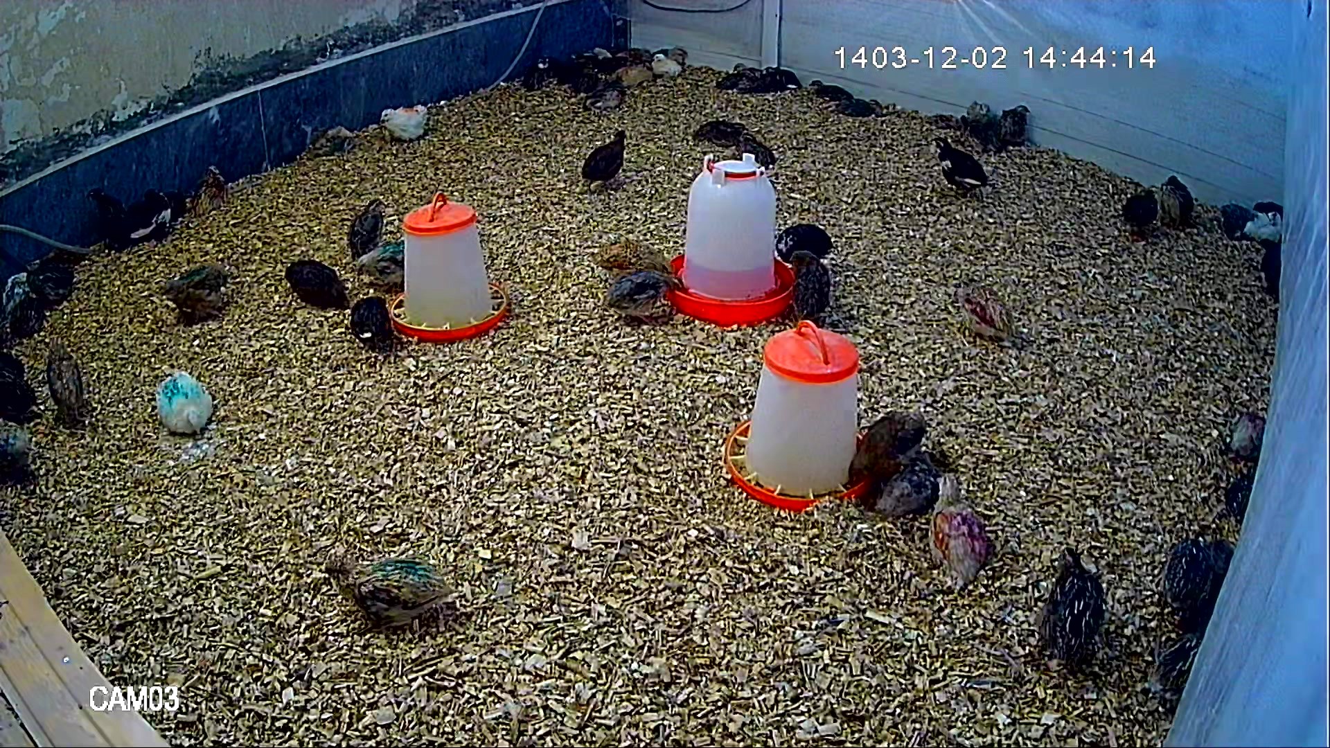 quail green Object Detection Dataset by NimaSanaei