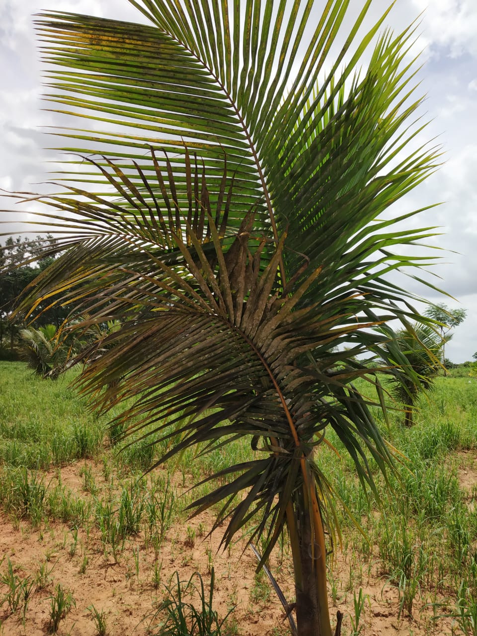 Whitefly Object Detection Dataset By Arco