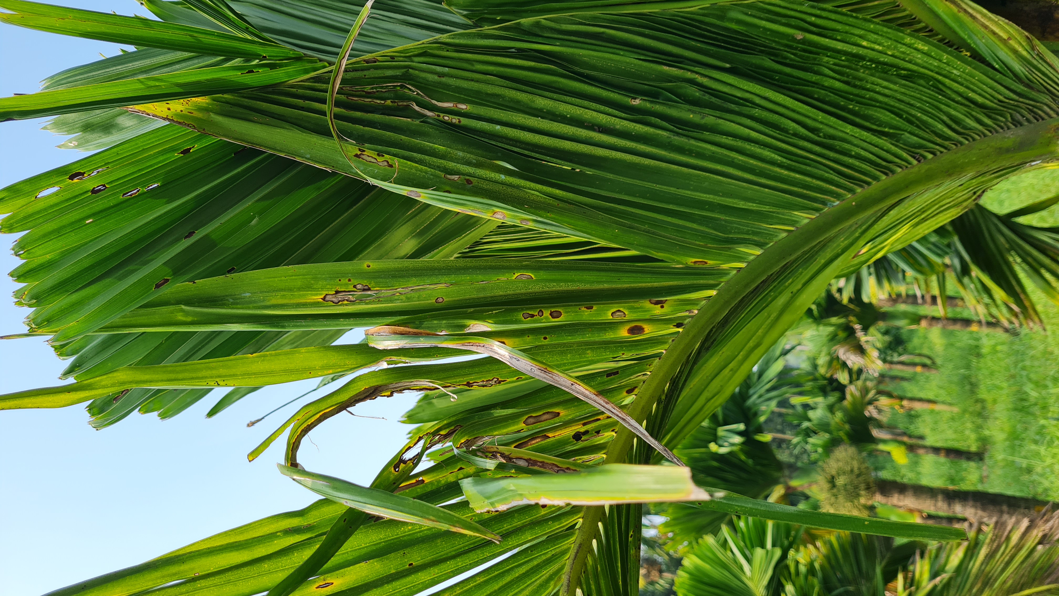 leaf_spot Object Detection Dataset by Arco