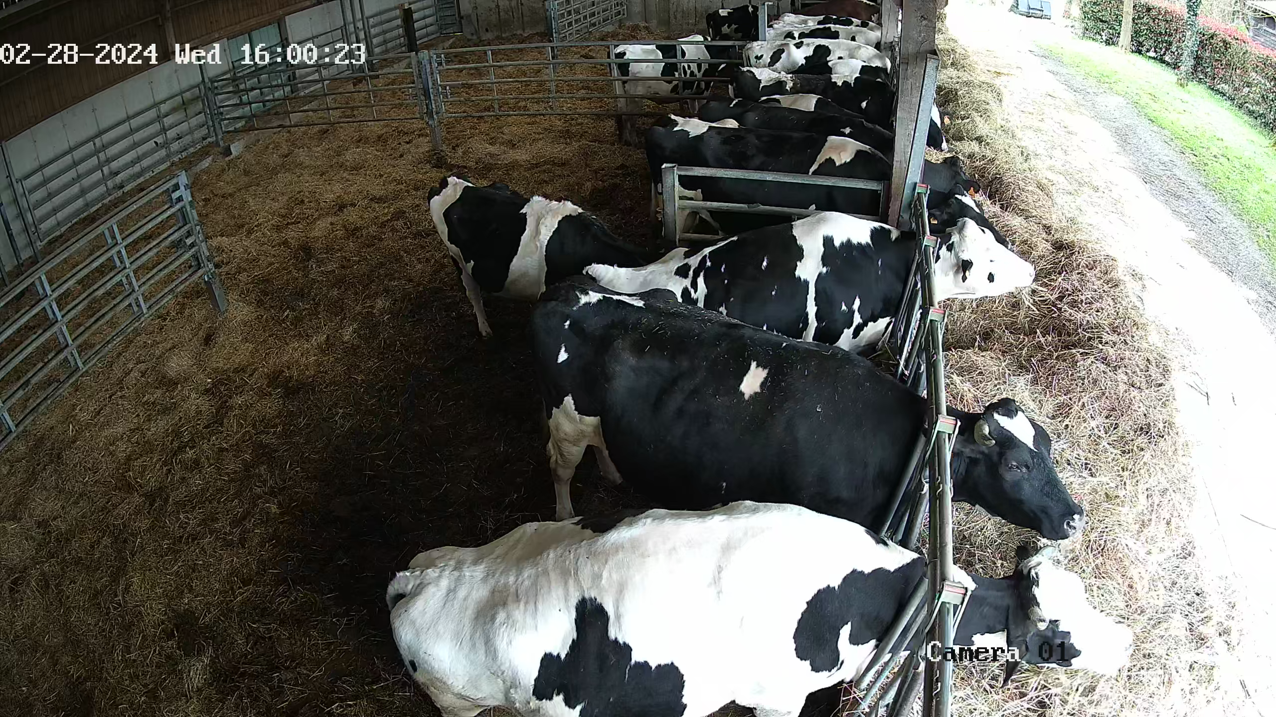 Cow behaviors Object Detection Model by Behavior annotation