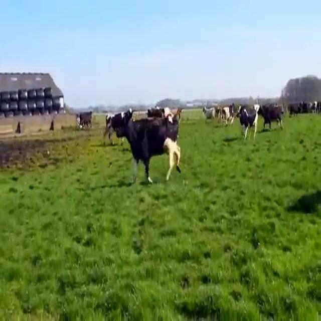 Cow behaviors Object Detection Dataset and Pre-Trained Model by Behavior annotation