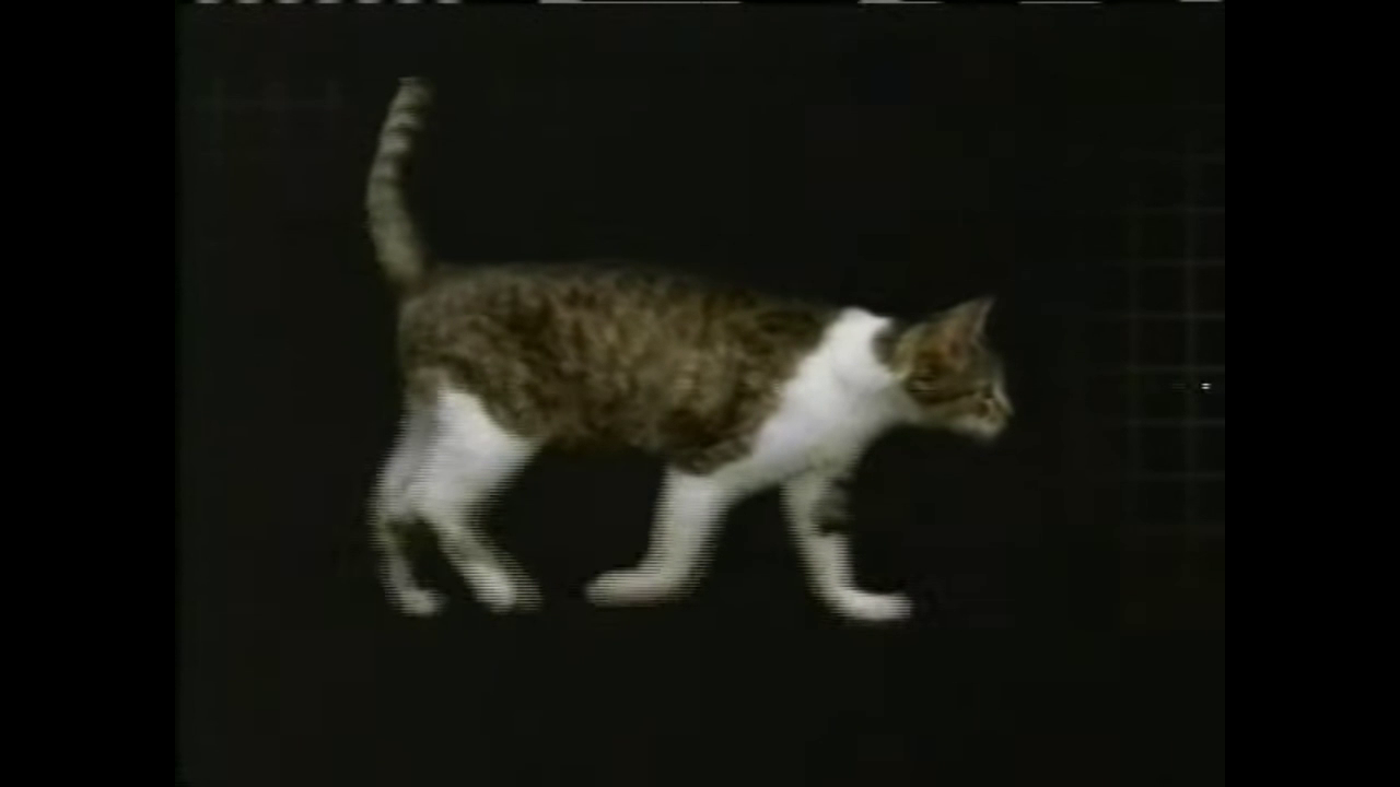 Cat Pose Keypoint Detection Dataset V11 2024 10 08 8 47pm By Phtoastworkspace