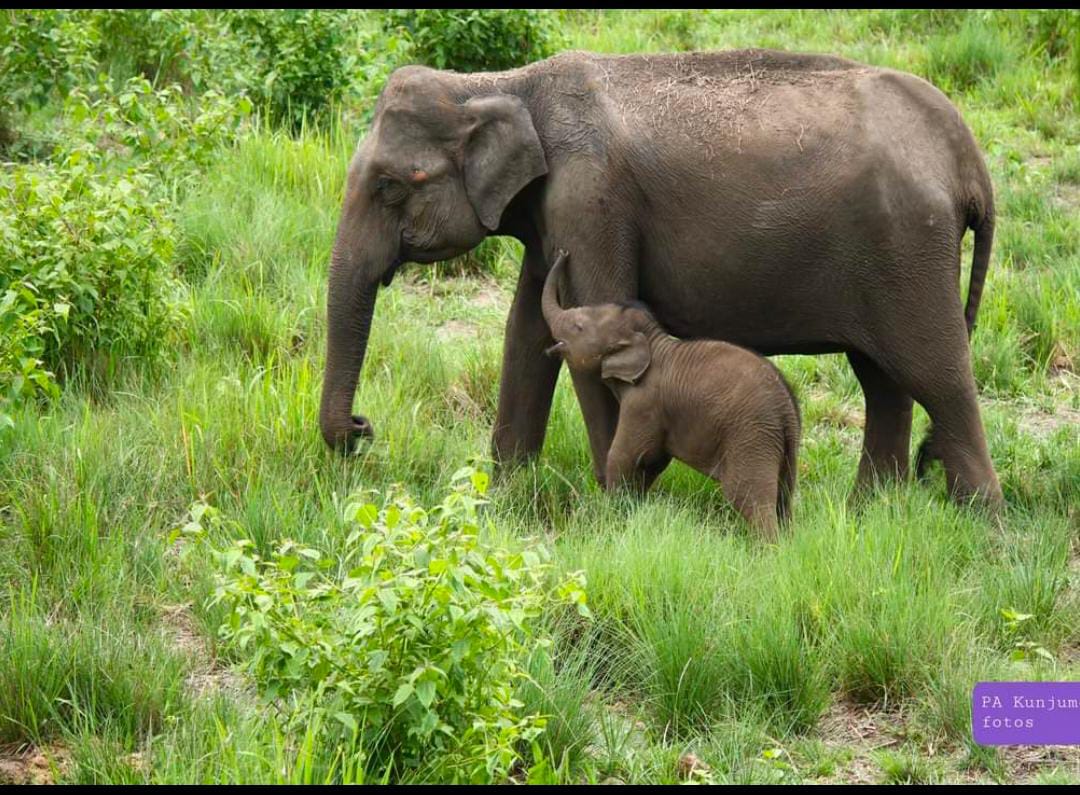 Animal detection Object Detection Dataset and Pre-Trained Model by RoseMary