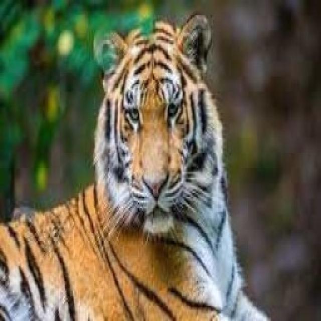 TIGER Object Detection Dataset by lekha