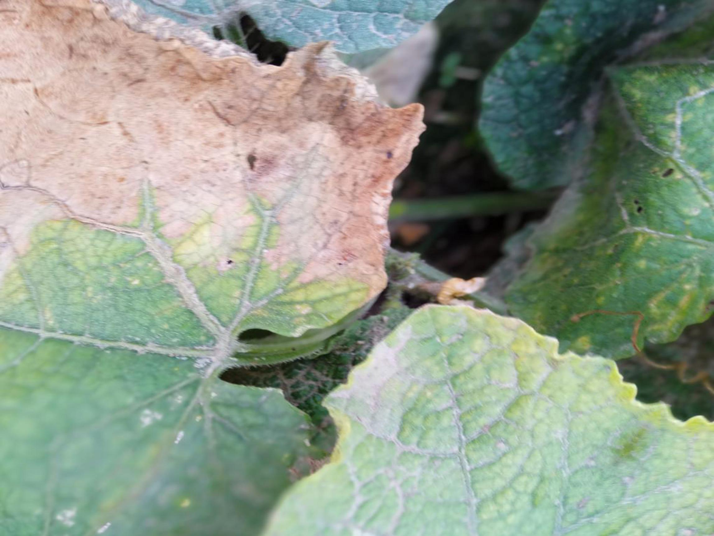 Gherkin leaves dataset Object Detection Dataset and Pre-Trained Model by workspace1