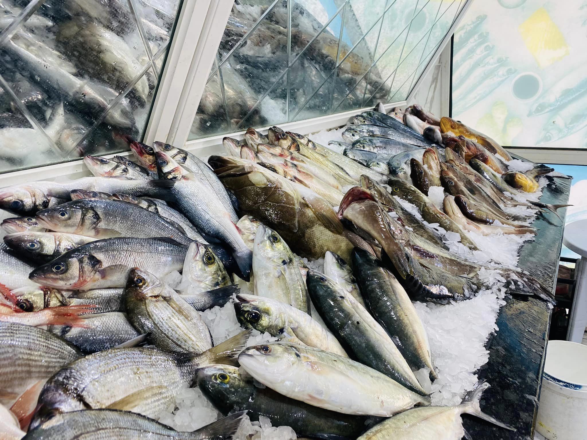 fish Instance Segmentation Dataset and Pre-Trained Model by academie