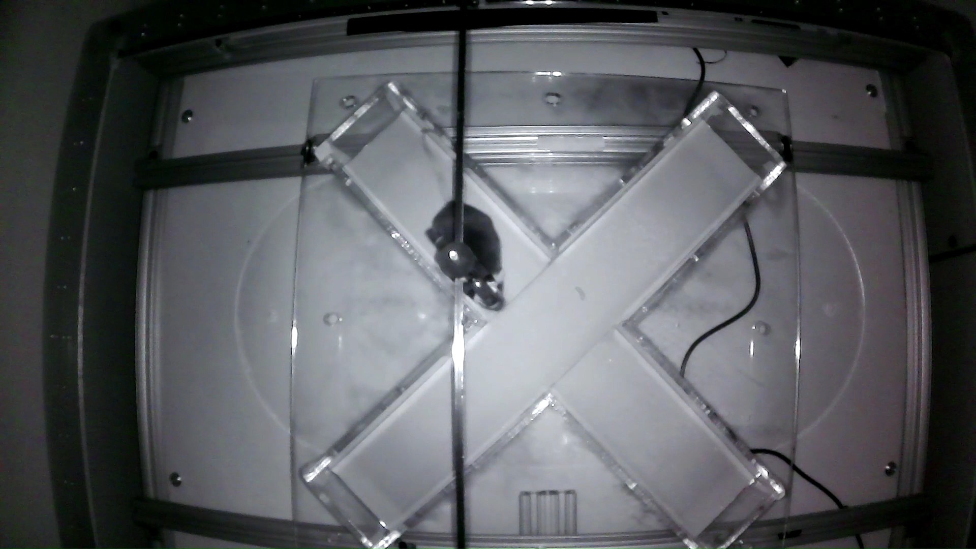Mice Track Object Detection Dataset And Pre Trained Model By Trackingrobot
