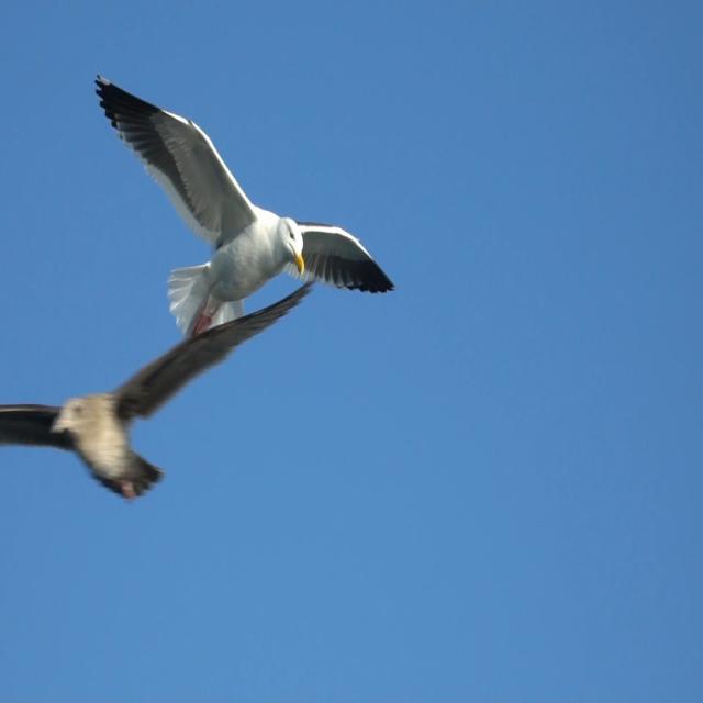 Birds Object Detection Dataset by project-hwclt