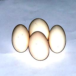 egg_dataset Object Detection Dataset by FINAL PROJEK