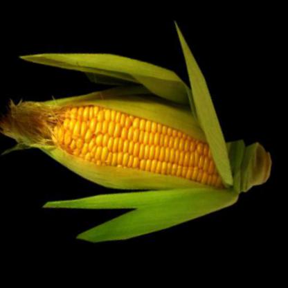 type-corn Object Detection Dataset by student