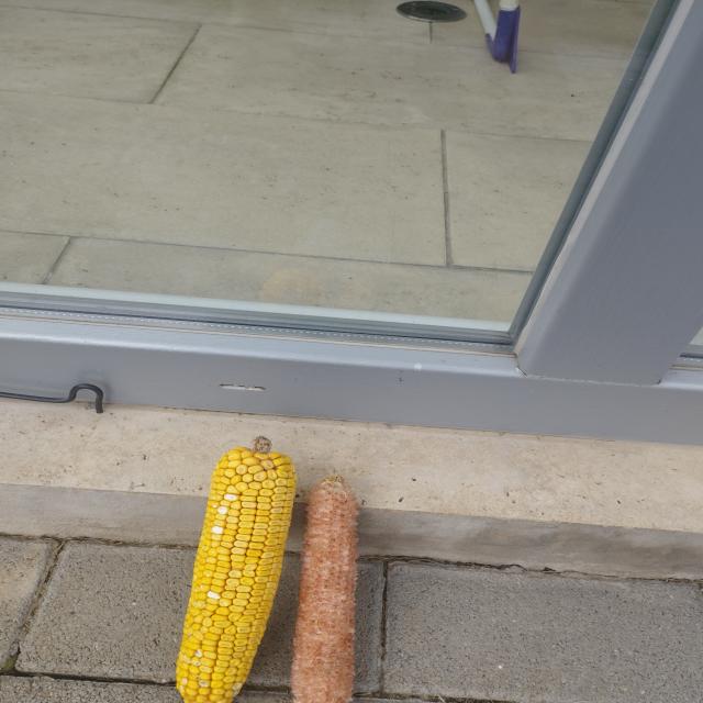 corn type Object Detection Dataset and Pre-Trained Model by student