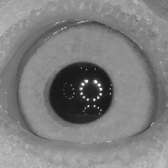 pigeon-iris-segmentation2 Object Detection Dataset and Pre-Trained Model by ...