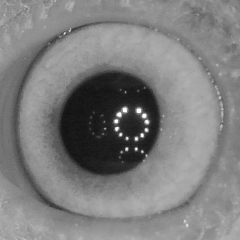 Pigeon Iris Segmentation Object Detection Dataset and Pre-Trained Model by ...