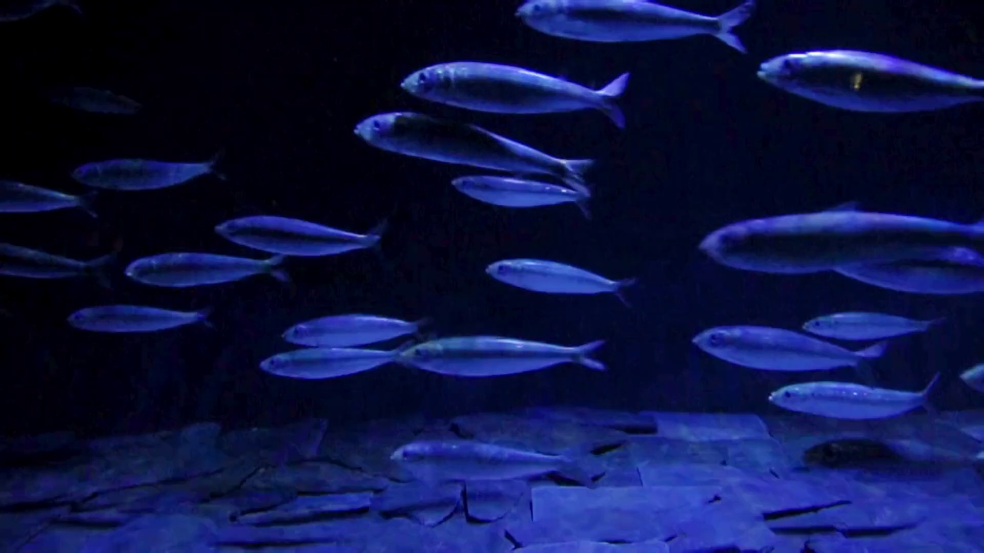 Fish_counting Object Detection Dataset and Pre-Trained Model by Fish