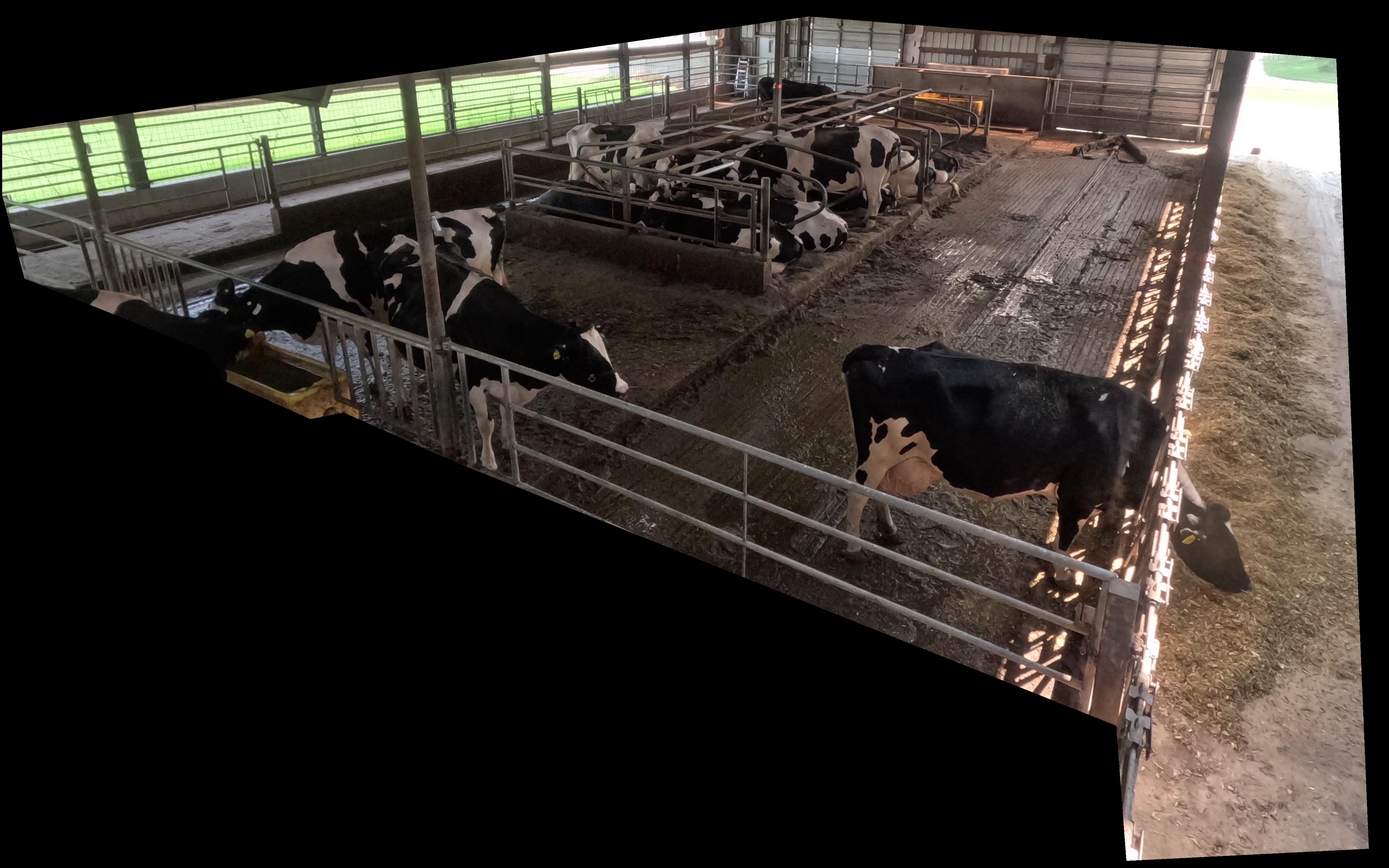 Finaldatasetcowactivity 2 Object Detection Model By Hello