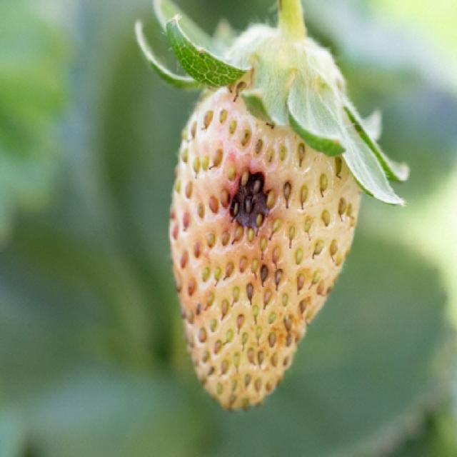 Strawberry_disease Object Detection Dataset by Strawberry