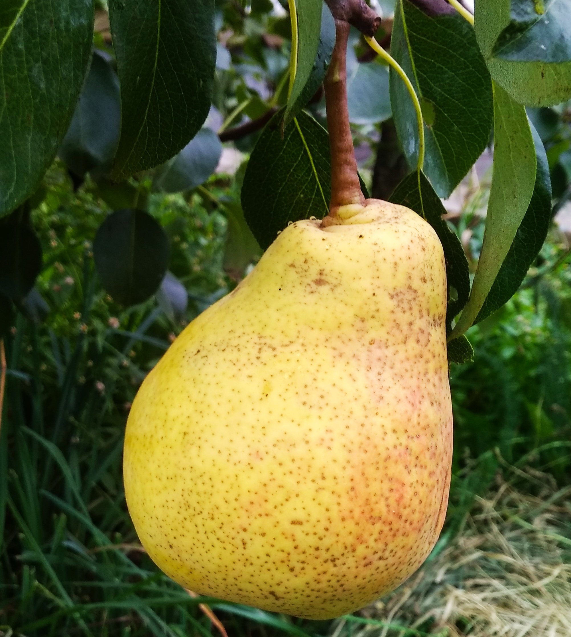 Apple Pear Object Detection Dataset And Pre Trained Model By Odinovic