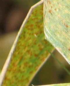 wheat Object Detection Dataset by project-xzfx4