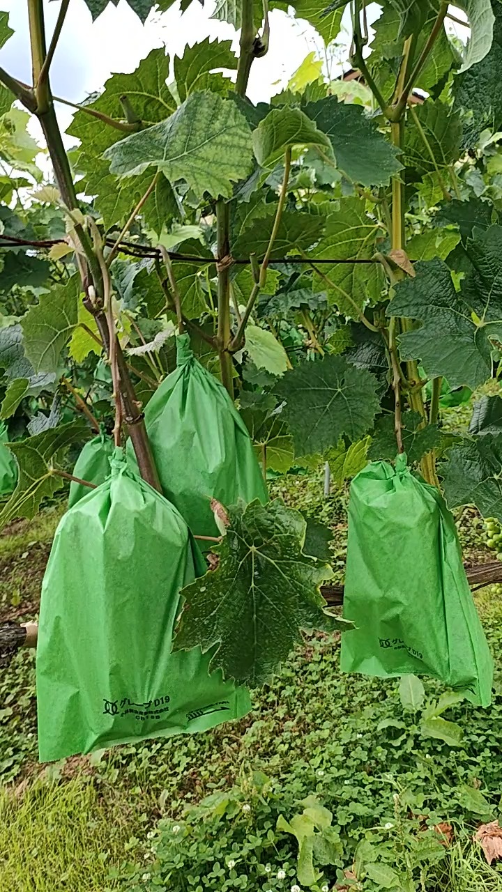 Grape bag Object Detection Dataset by Taichi Kitamura